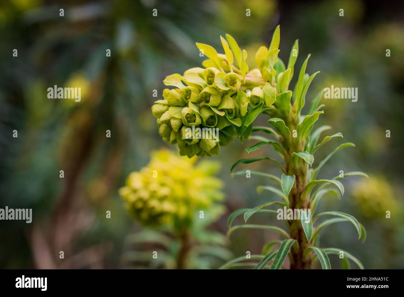 beautiful spring background with flowers and leaves Stock Photo - Alamy