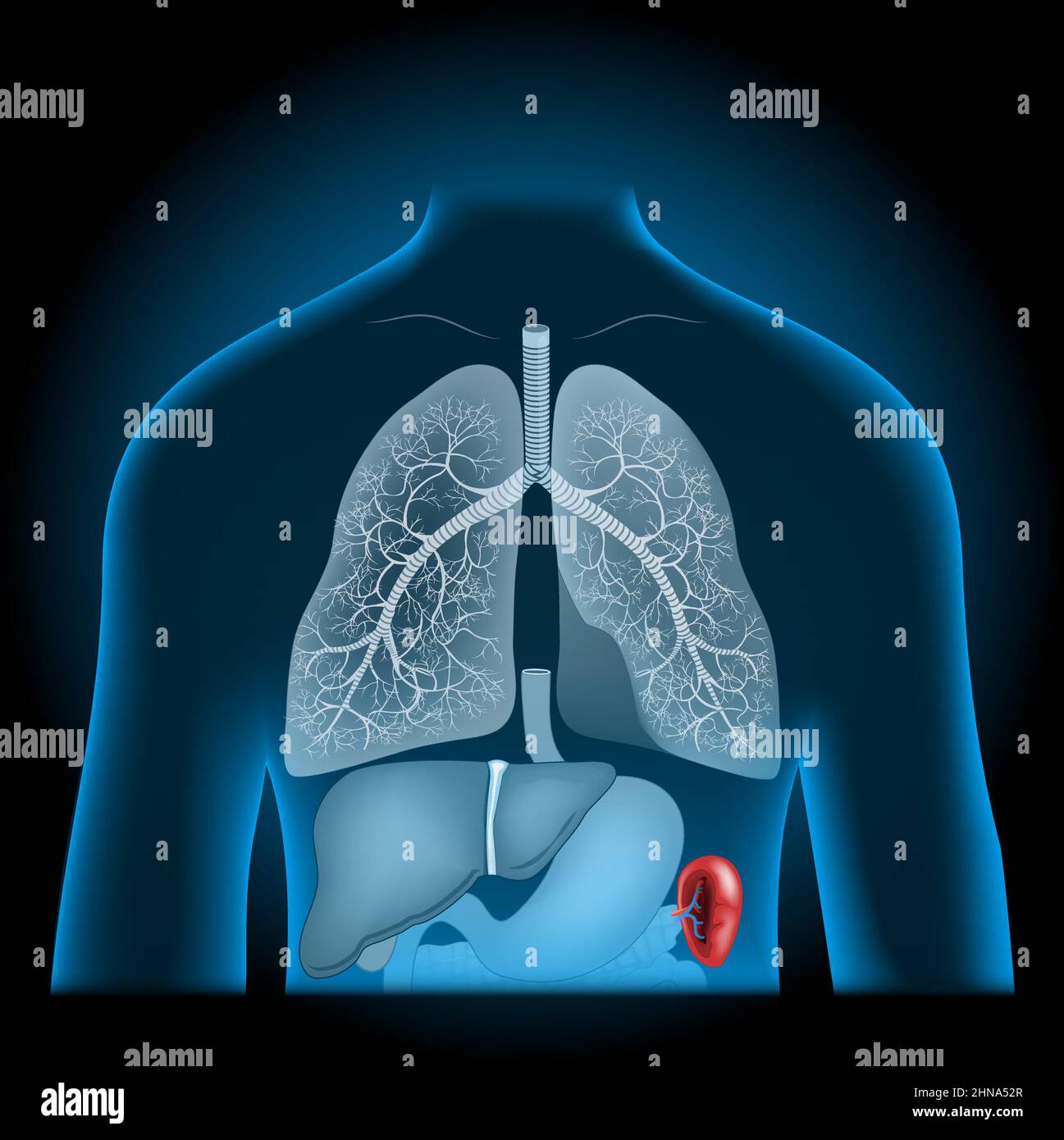 Spleen. large lymph node, acts as a blood filter. Lungs, stomach and ...