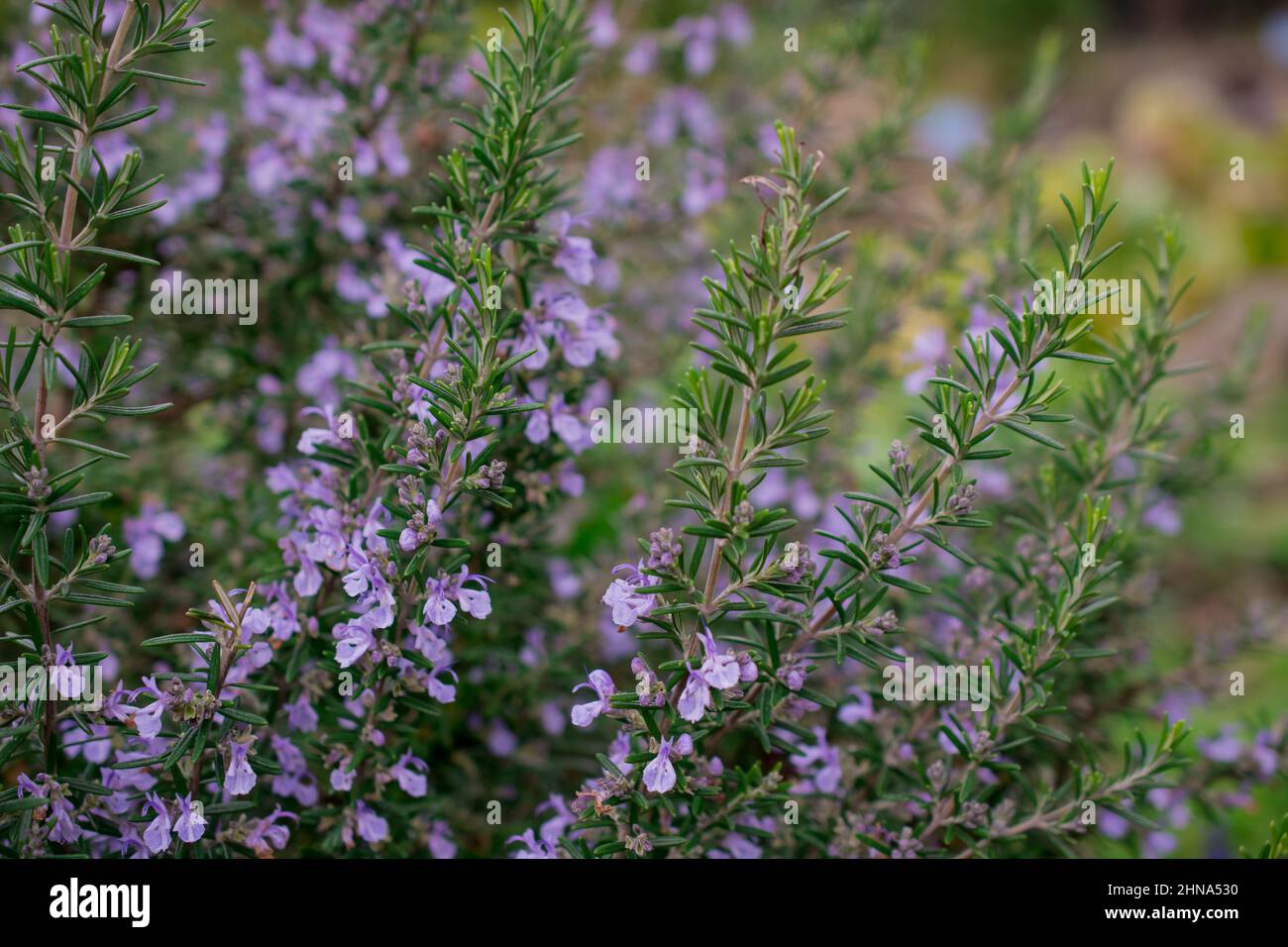 Image shows purple flower hi-res stock photography and images - Alamy