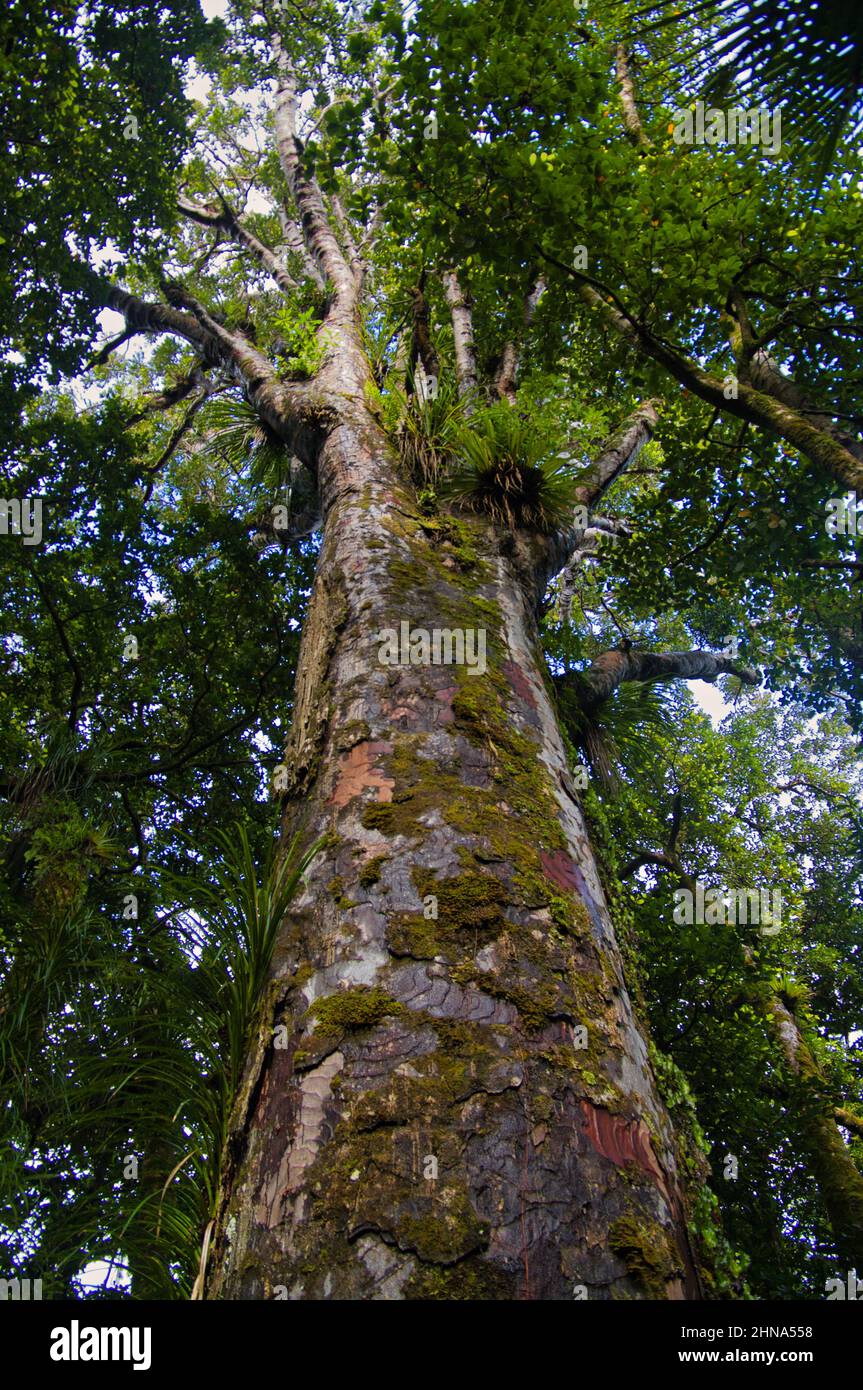 Giant kauri tree (Agathis australis) with epiphytes growing from its ...