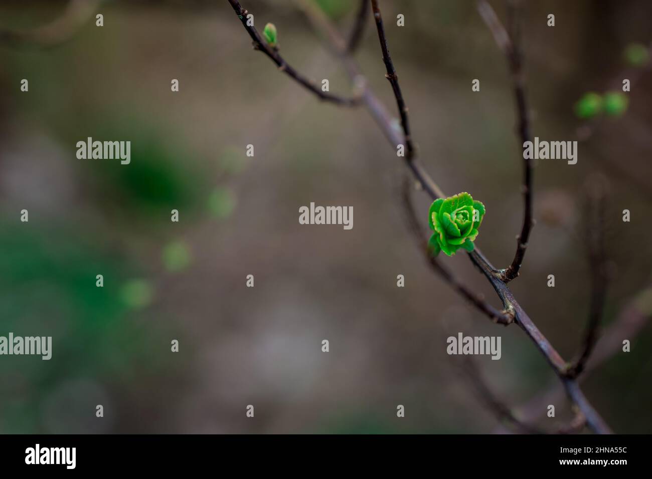 New tender leaves hi-res stock photography and images - Alamy