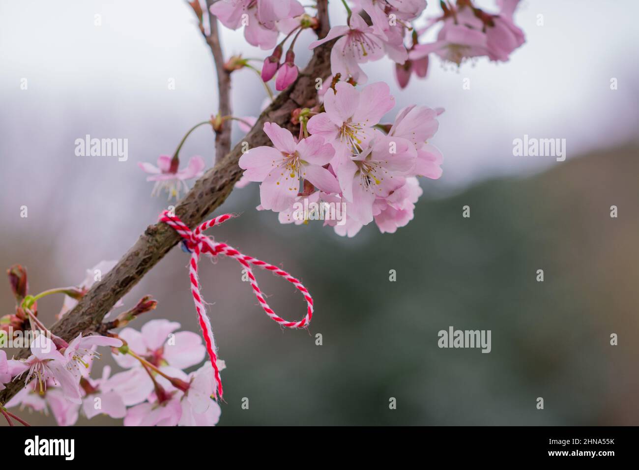 beautiful spring background with flowers and leaves Stock Photo - Alamy