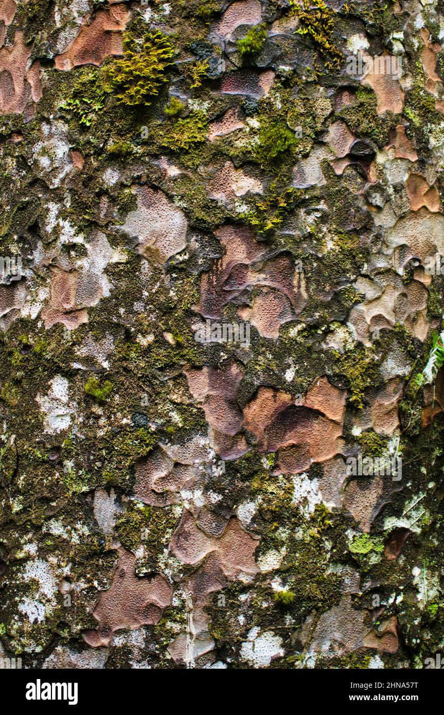 Kauri forest hi-res stock photography and images - Alamy