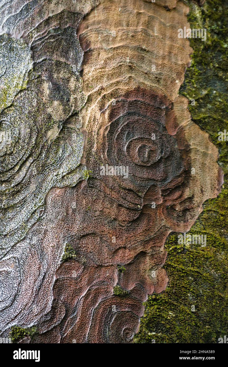 Kauri forest hi-res stock photography and images - Alamy
