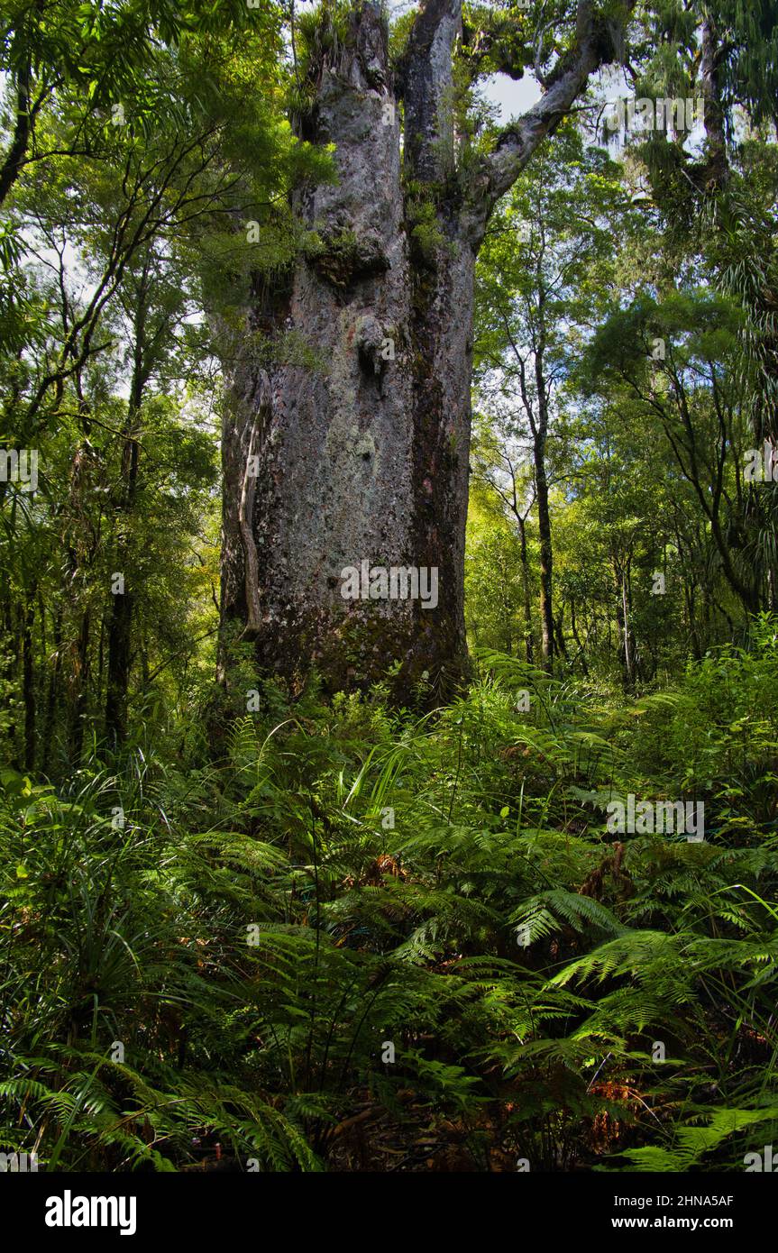 Kauri trail hi-res stock photography and images - Alamy