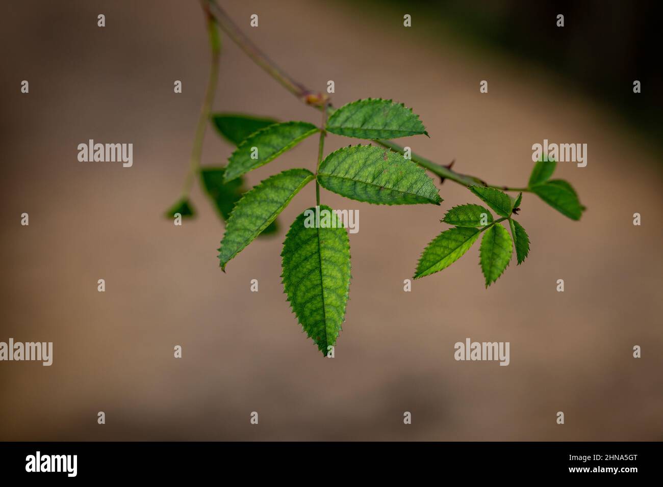 Rose new growth leaf hi-res stock photography and images - Alamy