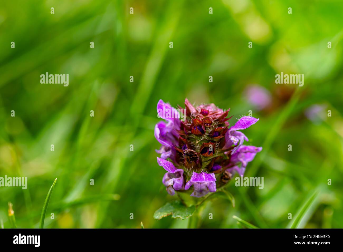 Prunella vulgaris flower in meadow Stock Photo - Alamy