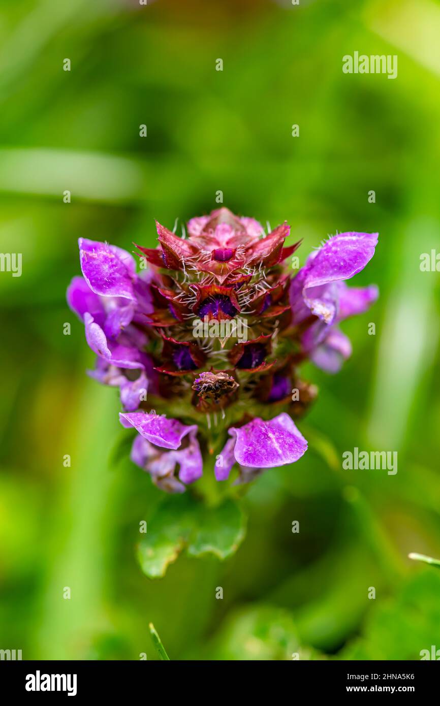 Prunella vulgaris flower growing in meadow Stock Photo - Alamy