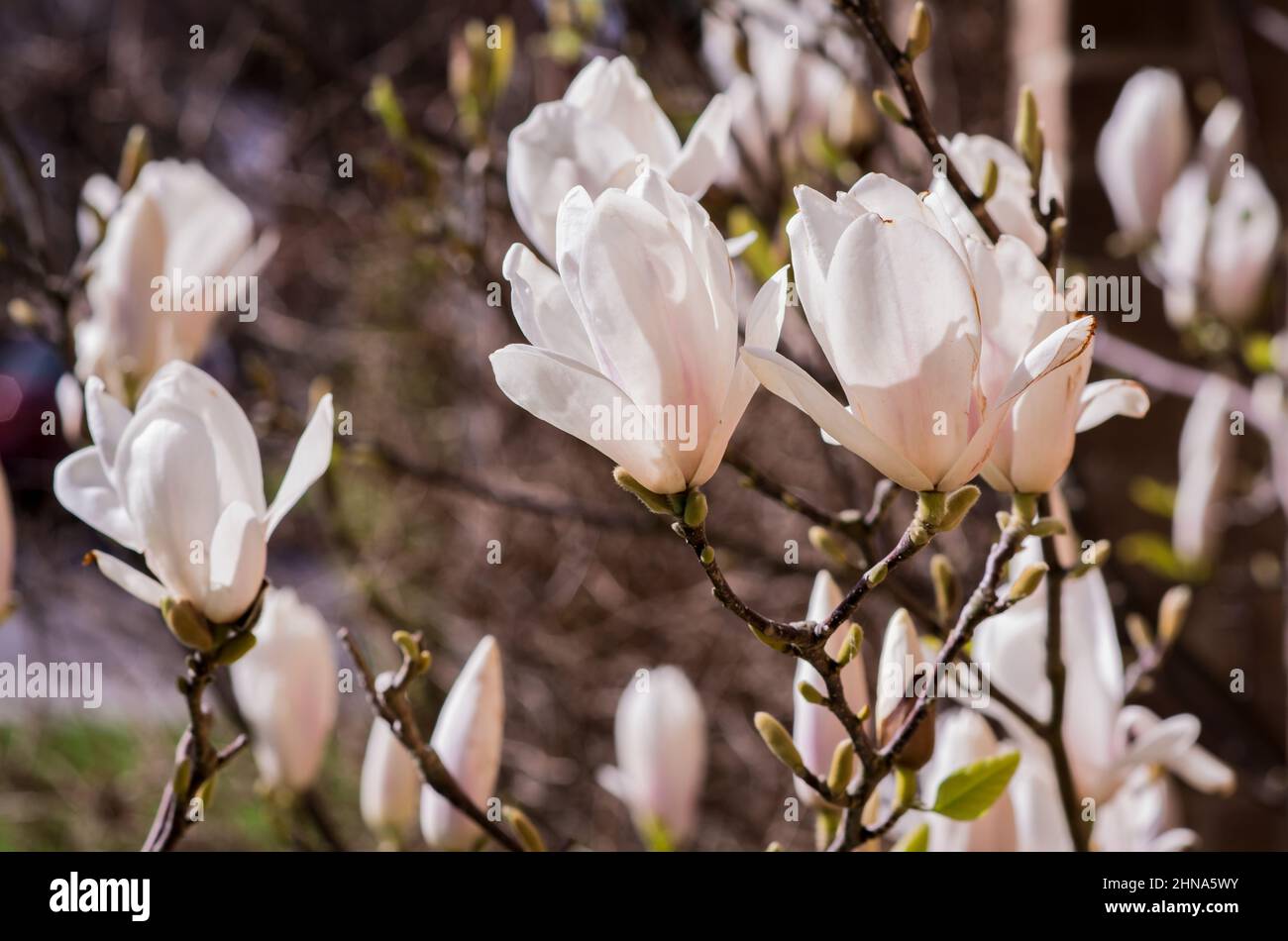 beautiful spring background with new leaves and flowers Stock Photo - Alamy
