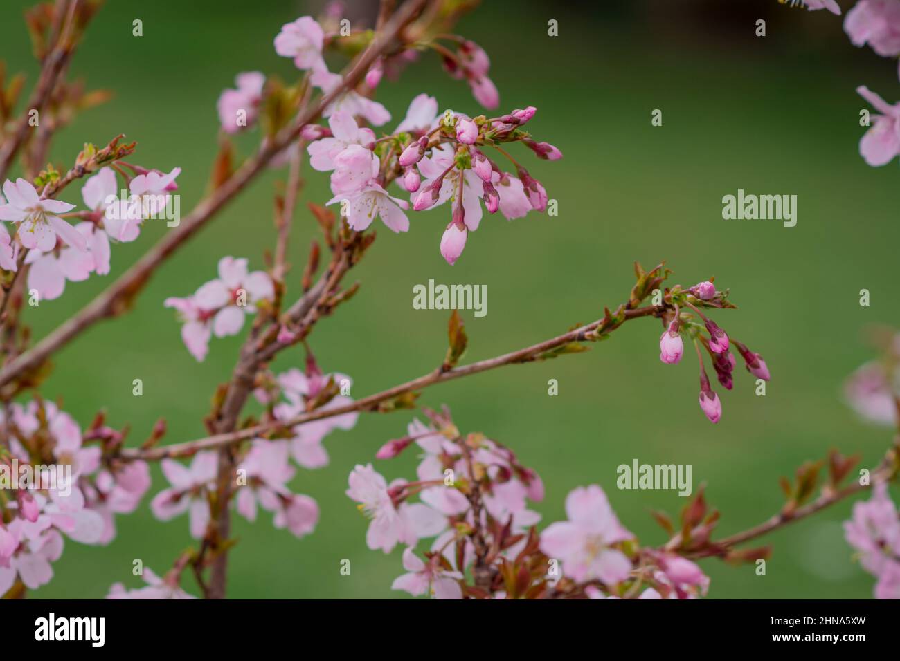 beautiful spring background with flowers and leaves Stock Photo - Alamy