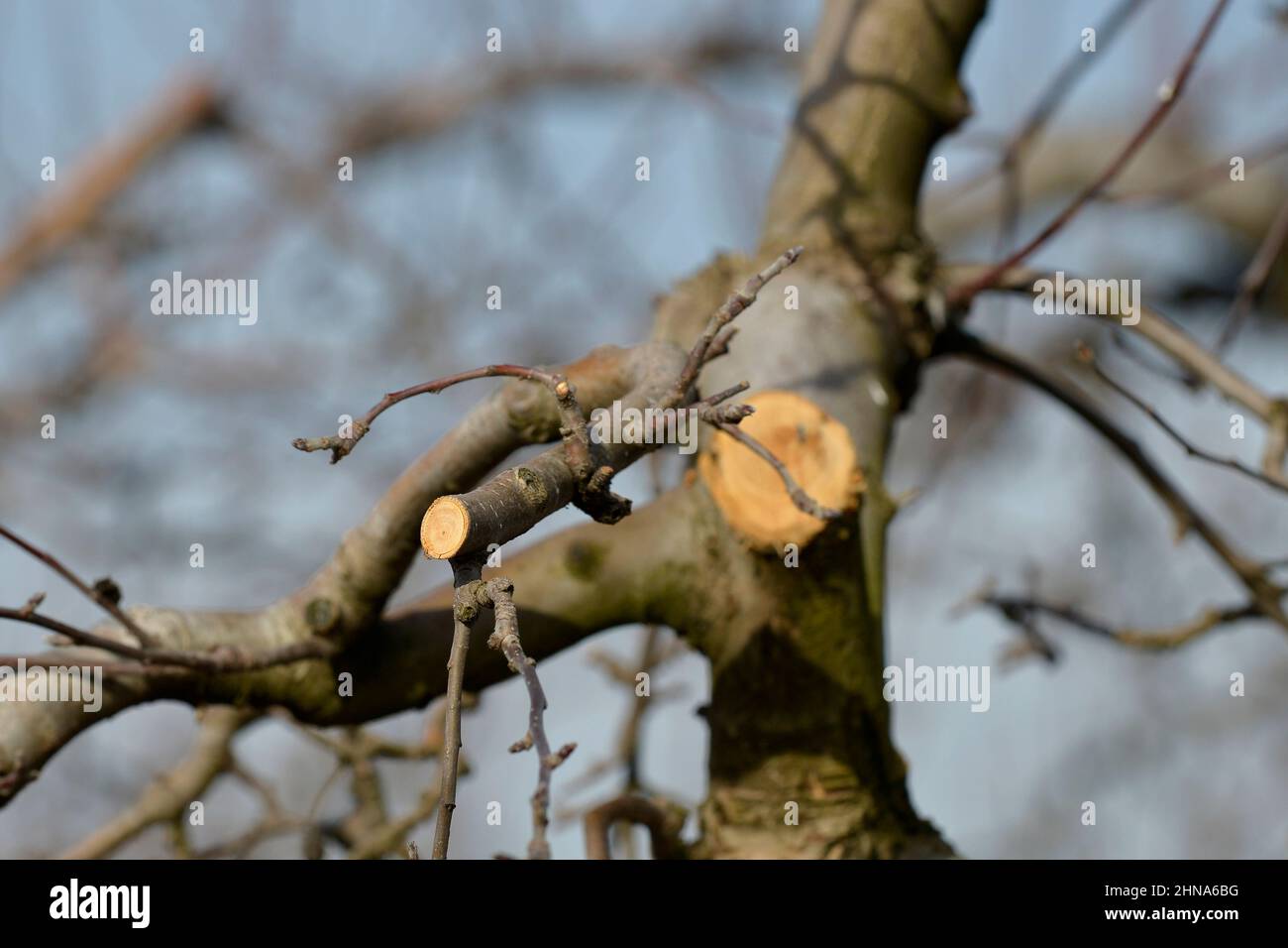 winter pruning of an apple tree in orchard, agriculture theme Stock ...