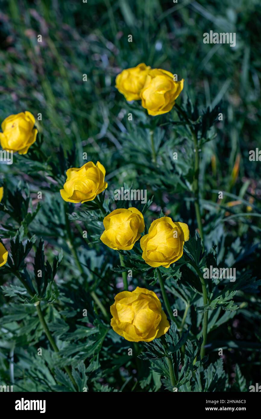 Trollius europaeus flower in mountains, close up Stock Photo - Alamy