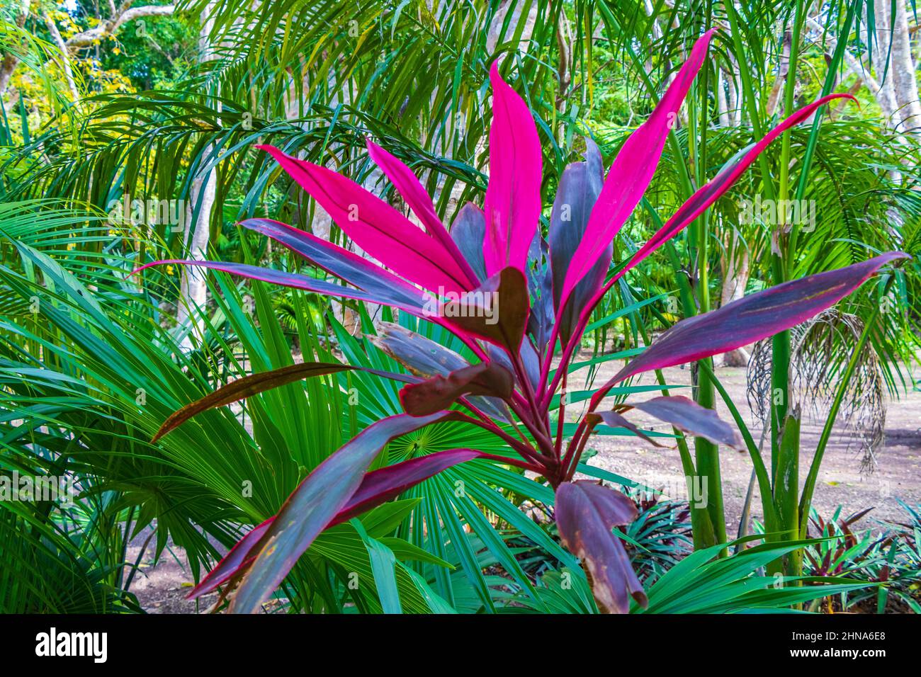 Tropical natural forest purple pink Ti Plant plant palm trees and ...