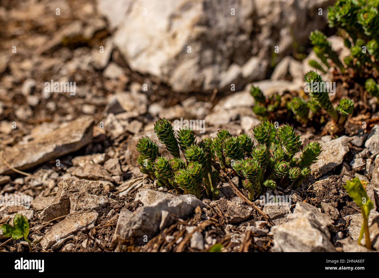 Rhodiola rosea flower in mountains, close up Stock Photo - Alamy