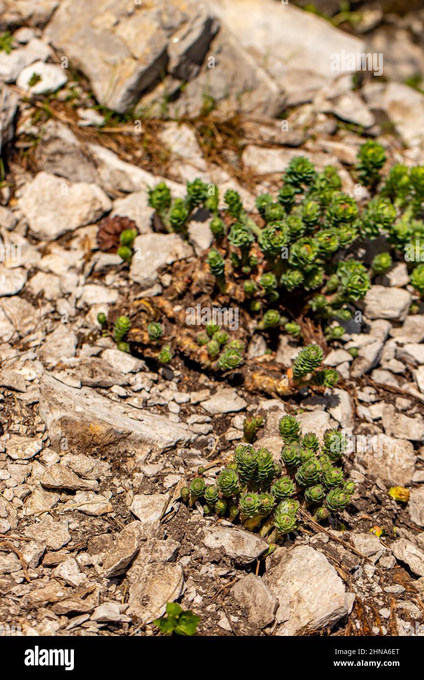 Rhodiola rosea flower growing in mountains, close up Stock Photo - Alamy