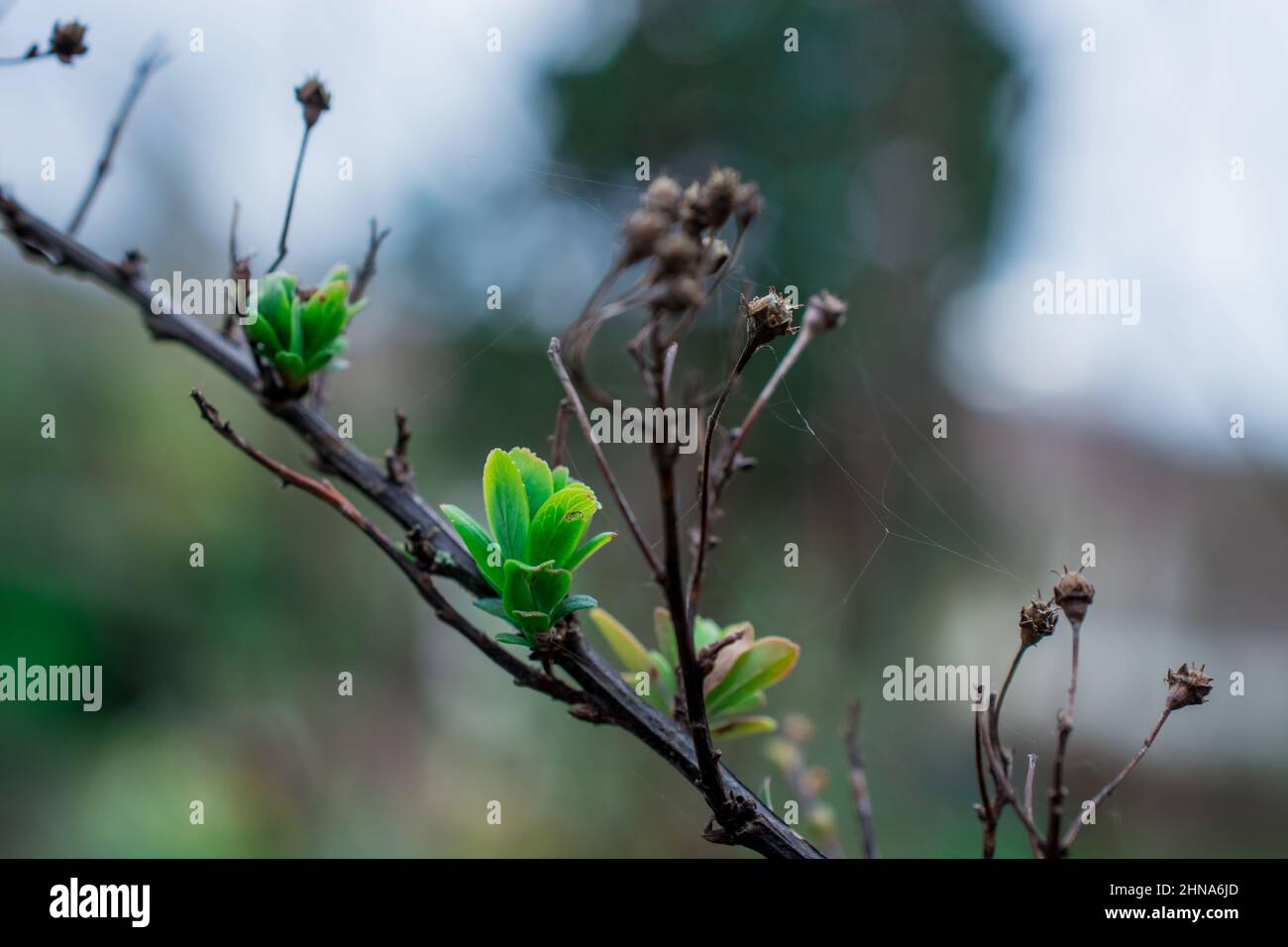 photo of beautiful new spring leaves Stock Photo - Alamy