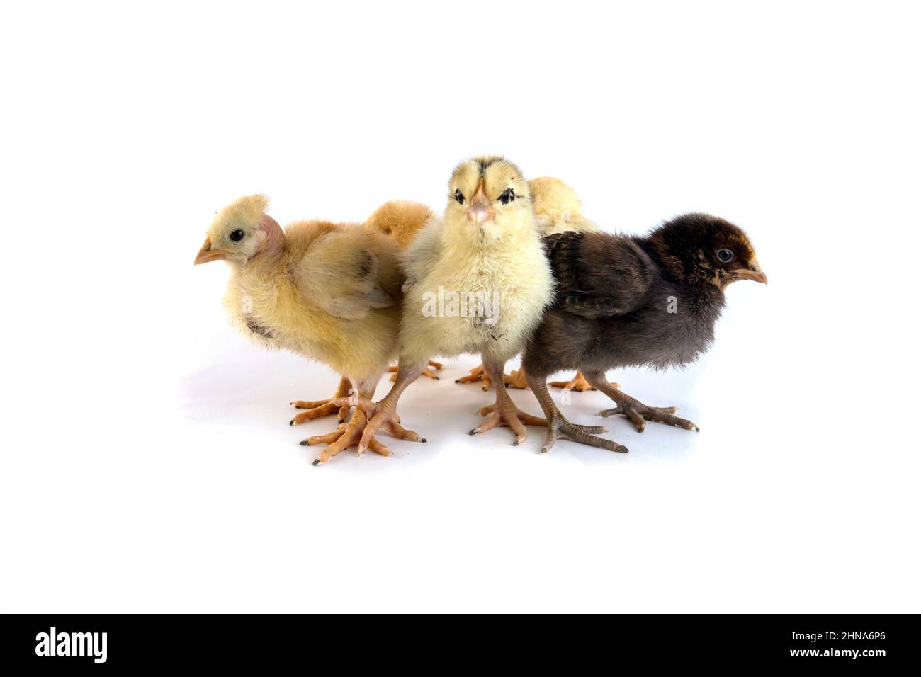 Beautiful cute little chicken isolated on white Stock Photo - Alamy