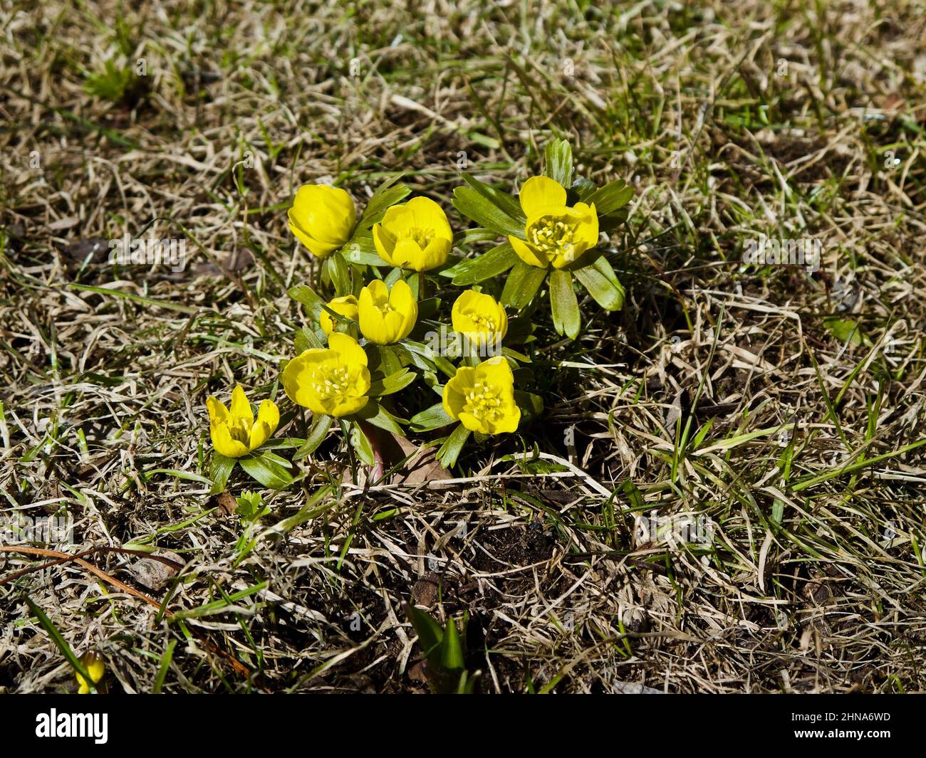Small yellow flowers named Winter Aconite grows up in early spring ...