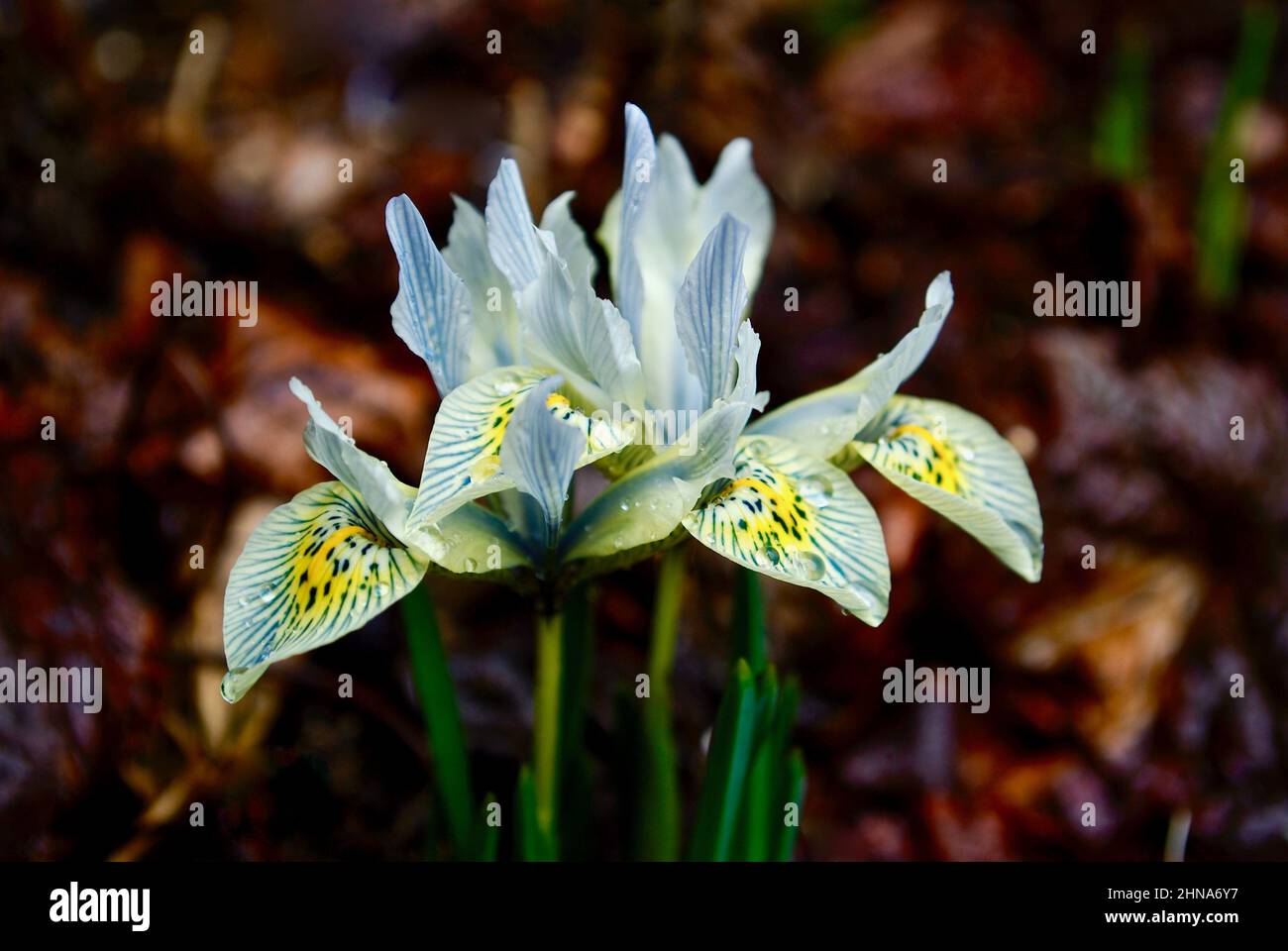 Mottled blue dwarf iris among old brown leaves in early spring Stock ...