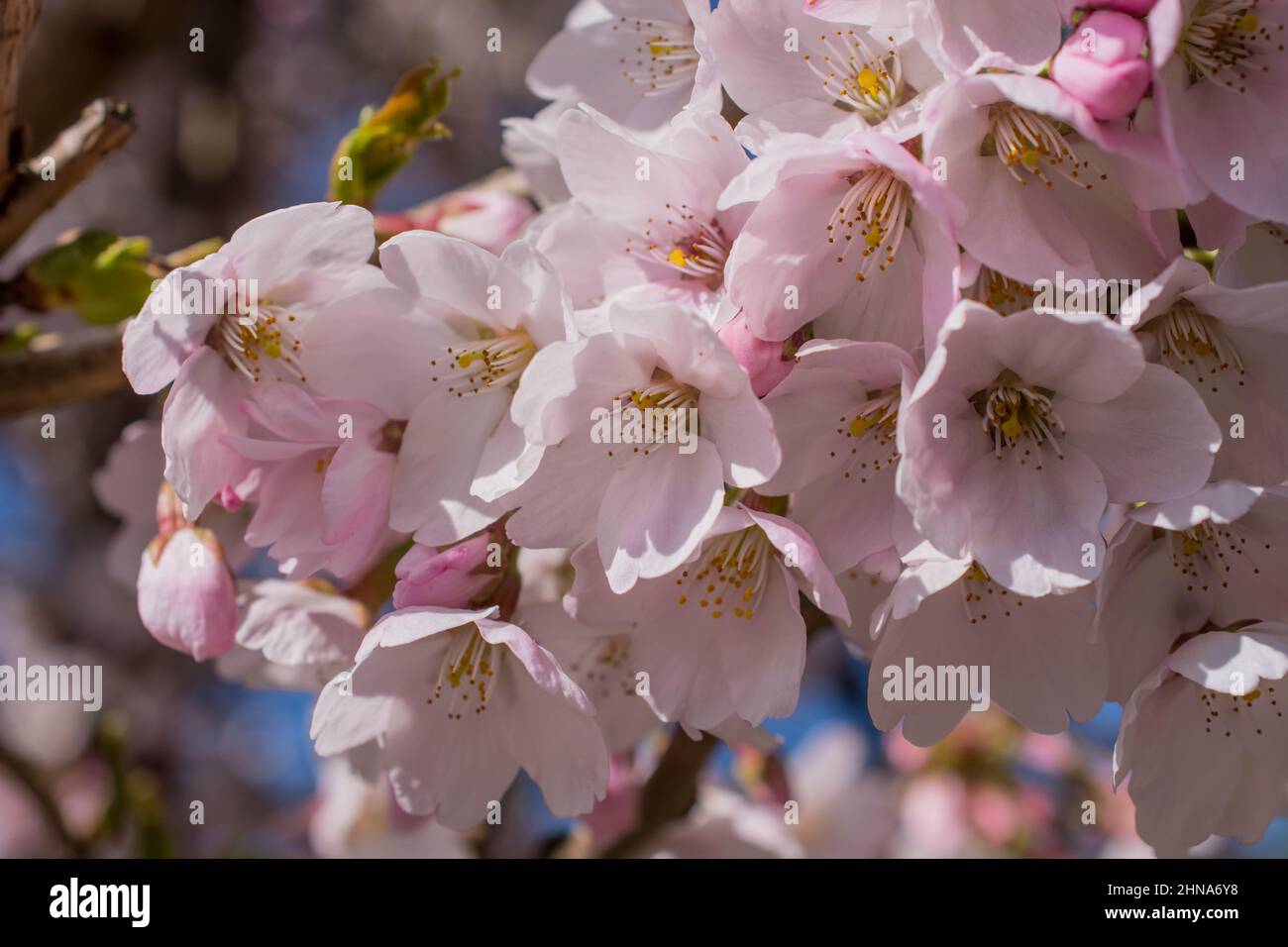 beautiful spring background with flowers and leaves Stock Photo - Alamy