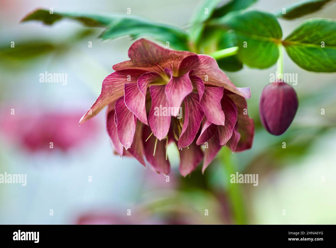 Close up of Christmas rose plant with red flower and flower bud Stock ...