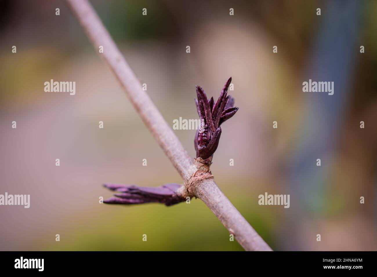 beautiful spring background with flowers and leaves Stock Photo - Alamy