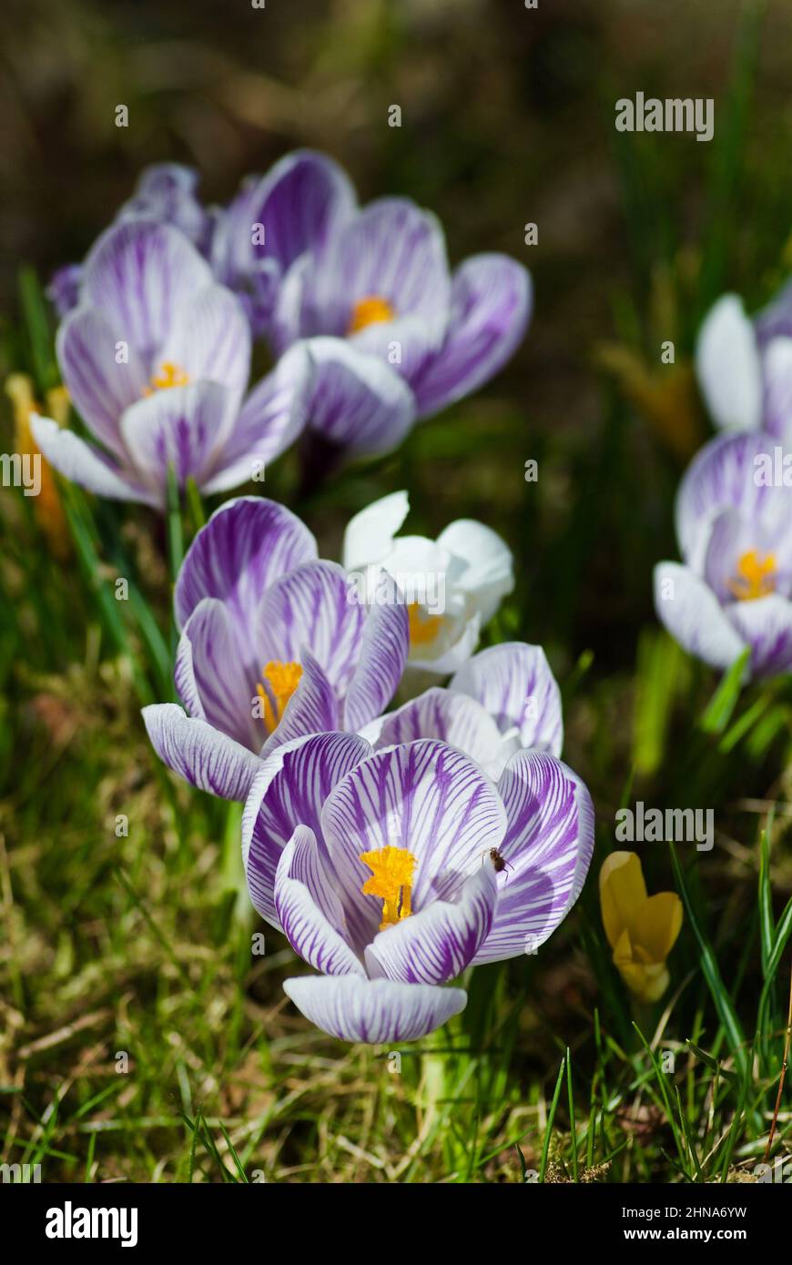 Striped crocus hi-res stock photography and images - Alamy