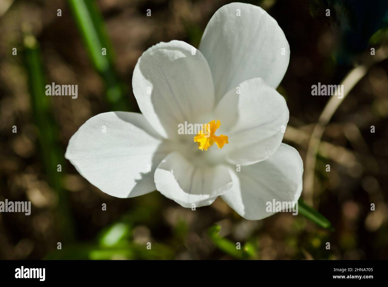 One white crocus flower growing up outdoors in spring Stock Photo - Alamy