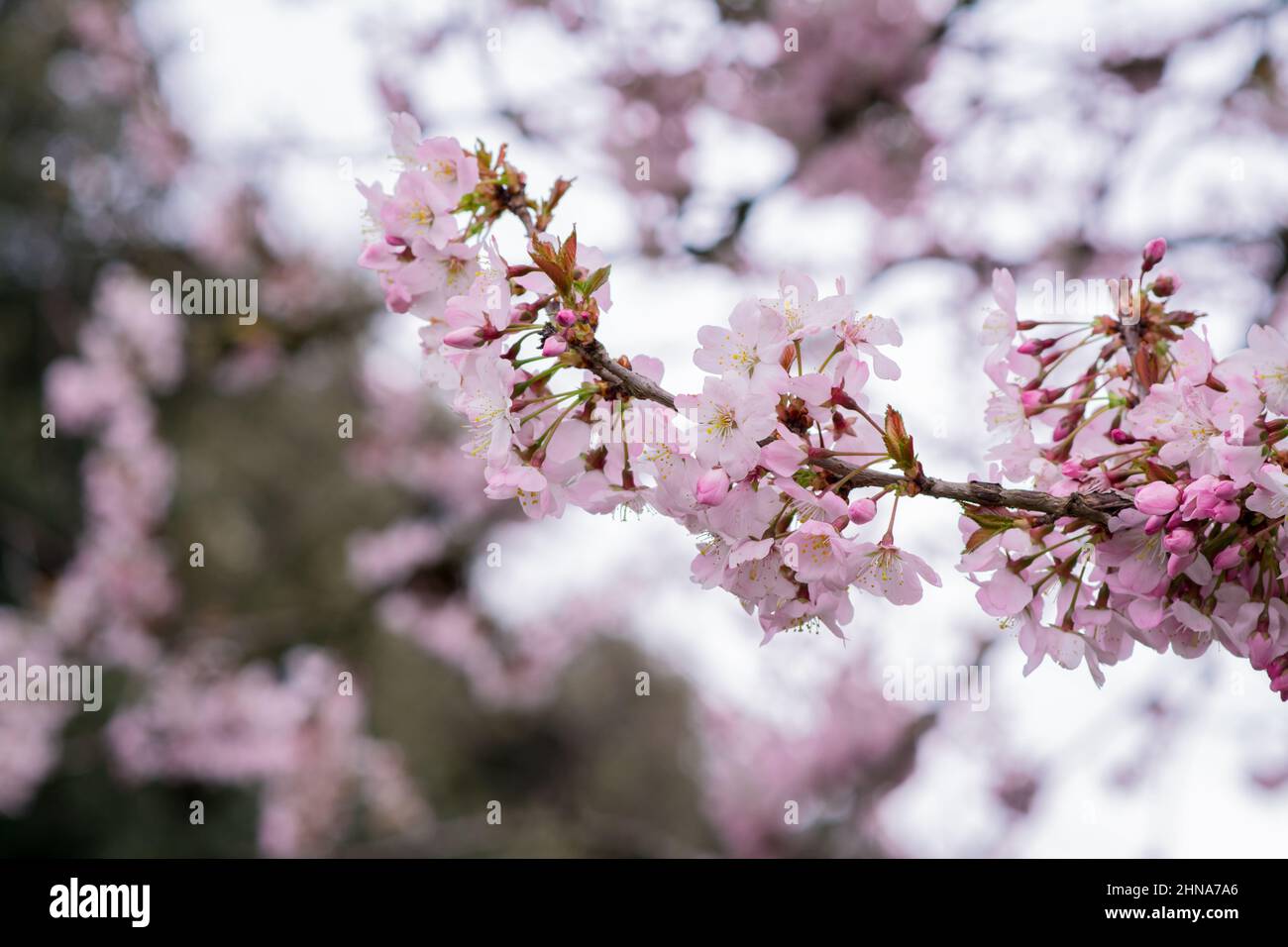 beautiful spring background with flowers and leaves Stock Photo - Alamy
