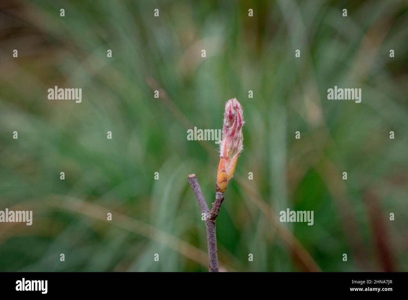 photo of beautiful new spring leaves Stock Photo - Alamy