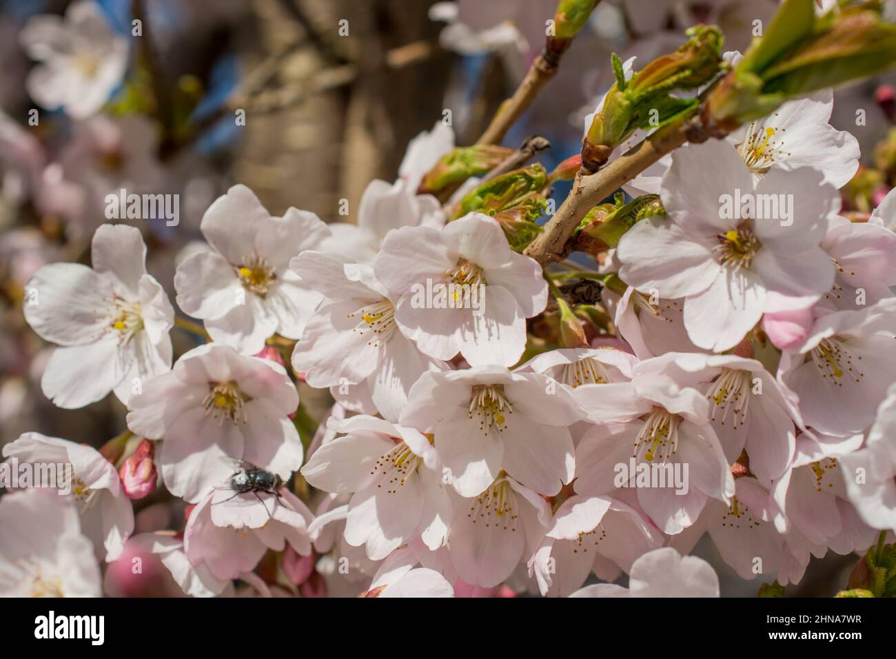 beautiful spring background with flowers and leaves Stock Photo - Alamy