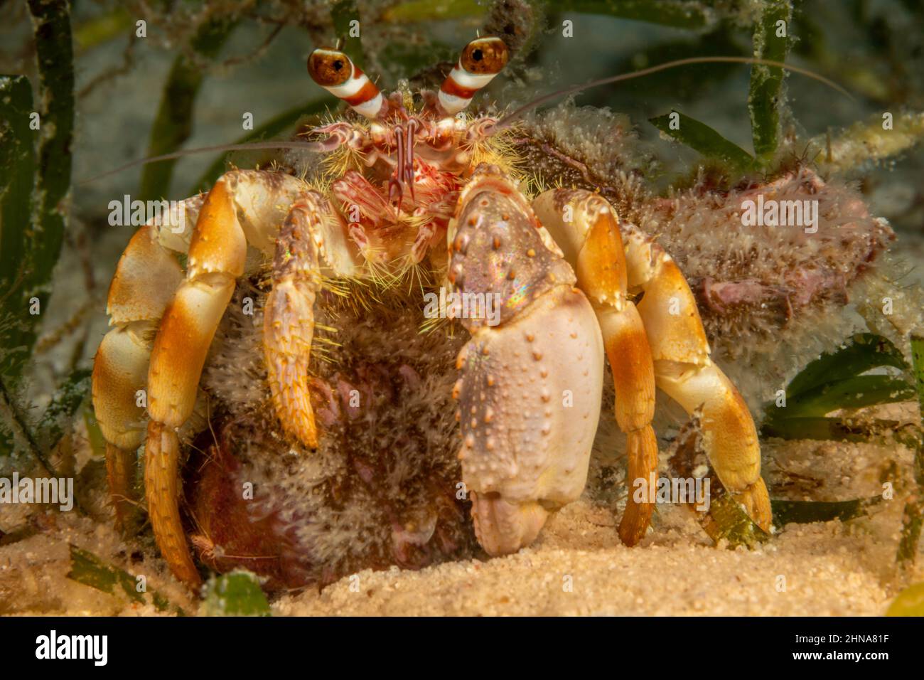 This nocturnal left handed hermit crab, Dardanus gemmatus, will carry ...
