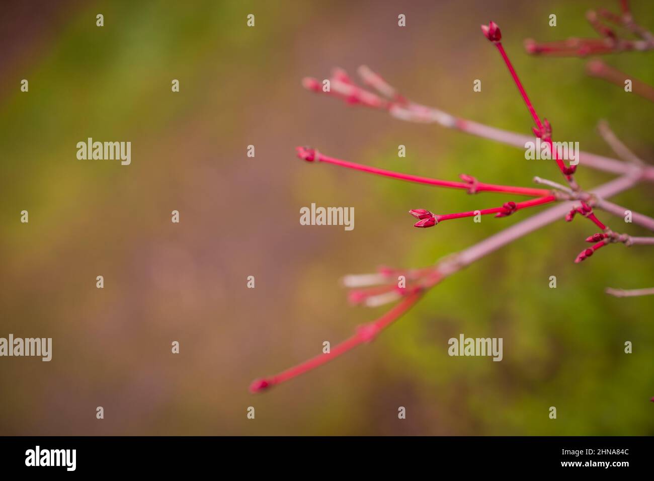 beautiful spring background with flowers and leaves Stock Photo - Alamy