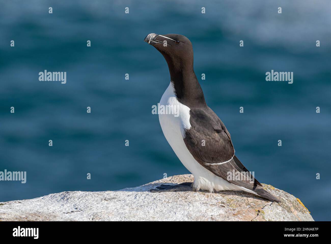 Species razorbill hi-res stock photography and images - Alamy