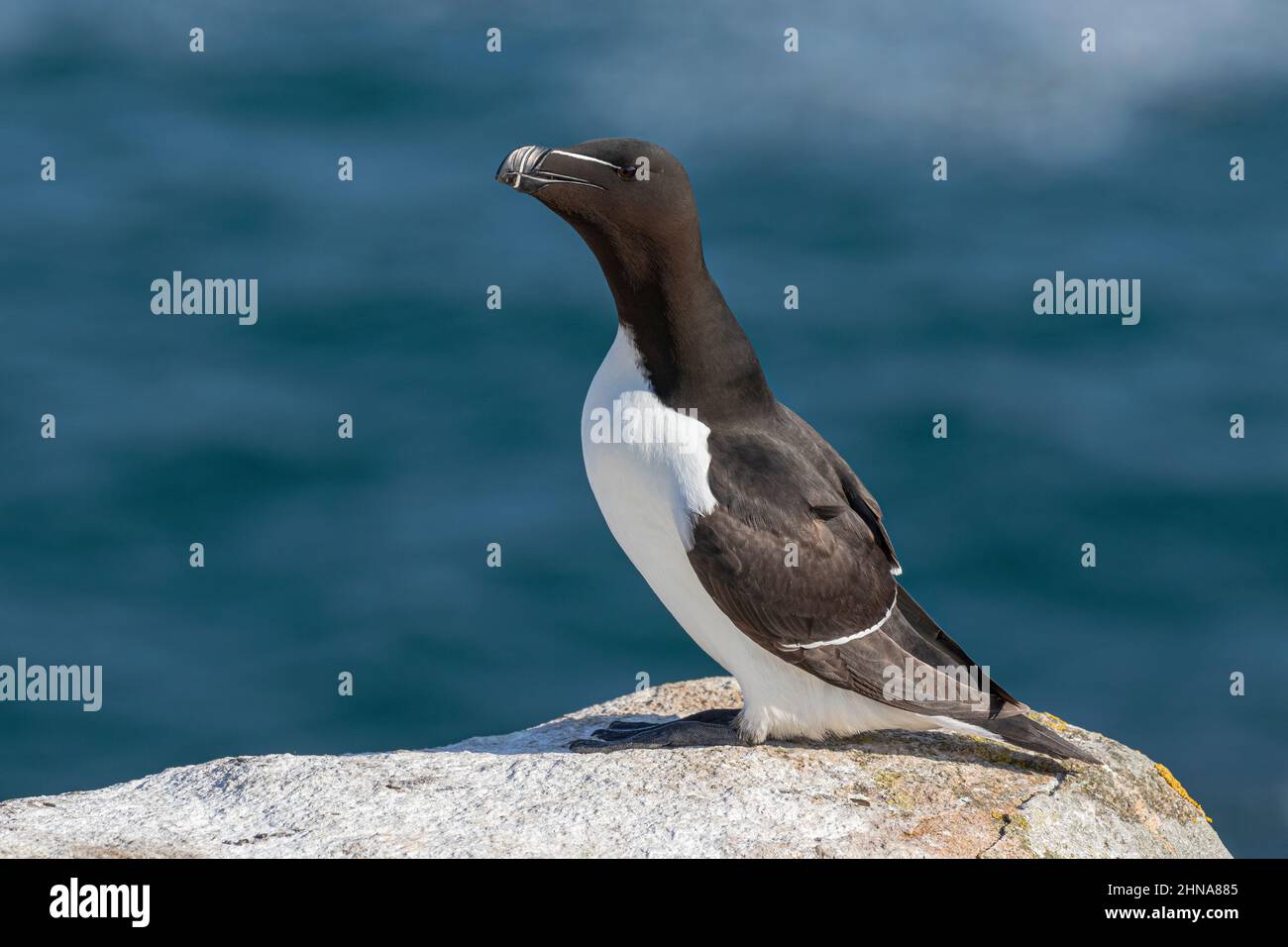 Species razorbill hi-res stock photography and images - Alamy