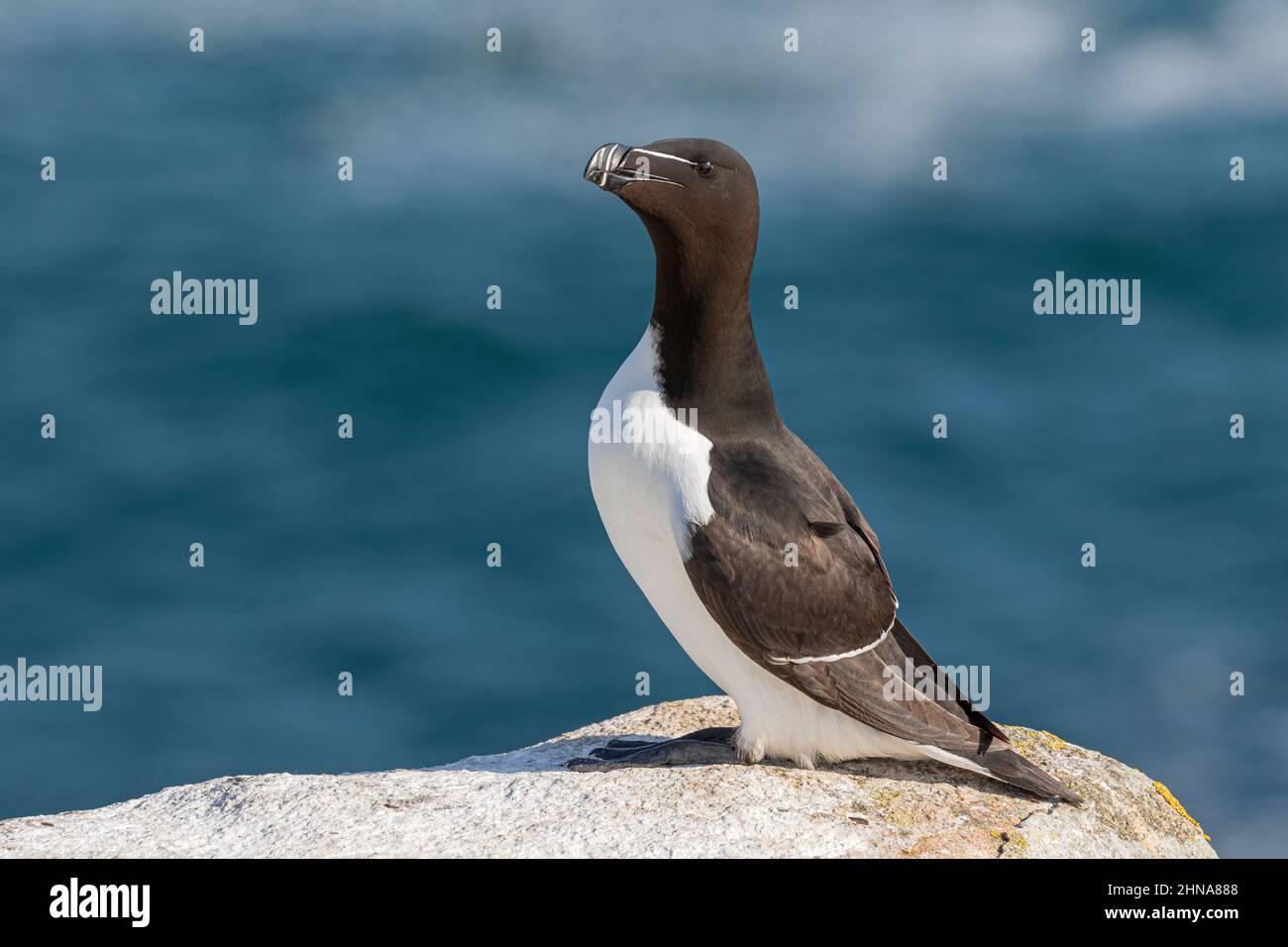 Species razorbill hi-res stock photography and images - Alamy
