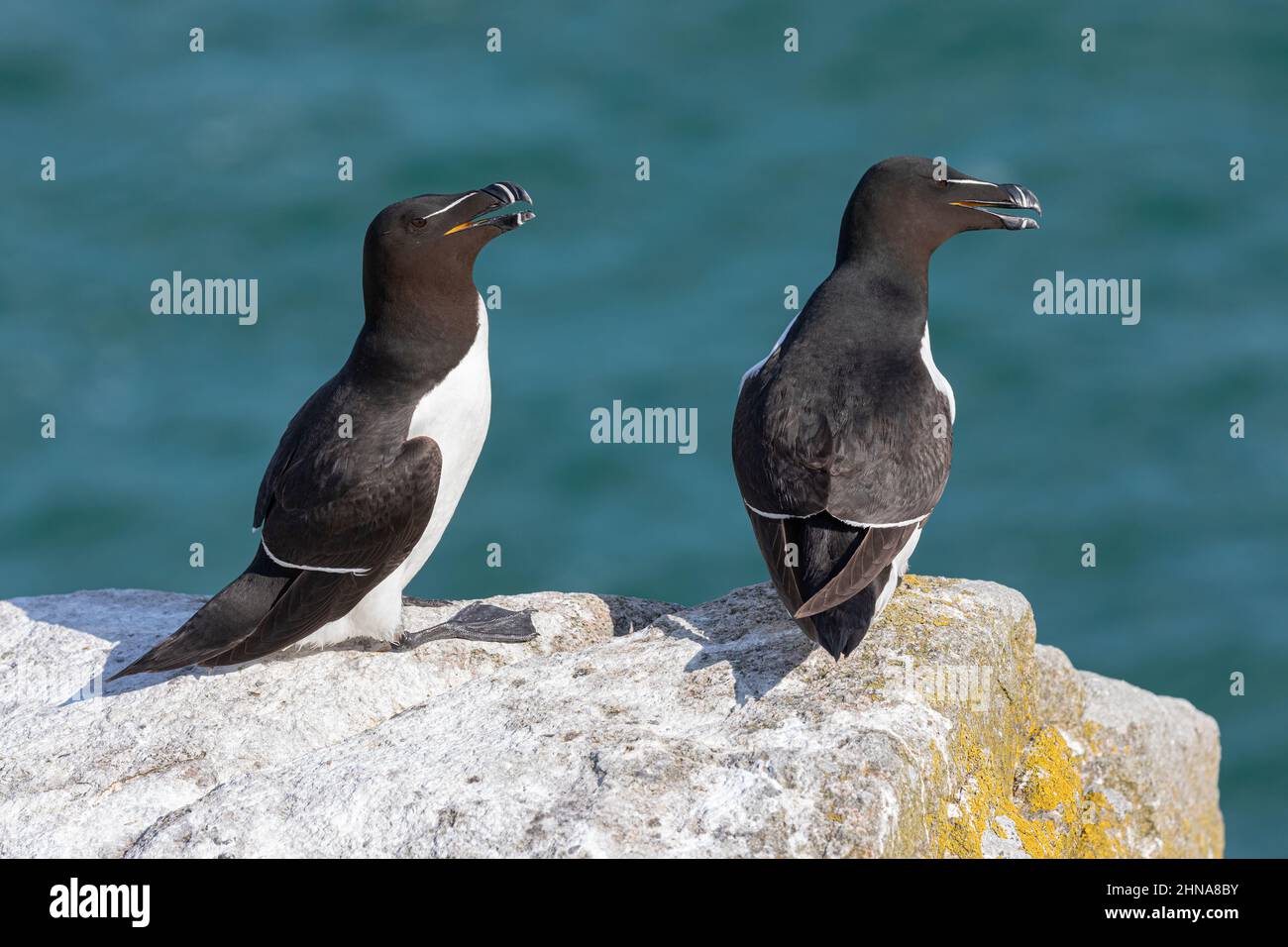 Razorbill pair on cliff ledge Stock Photo - Alamy