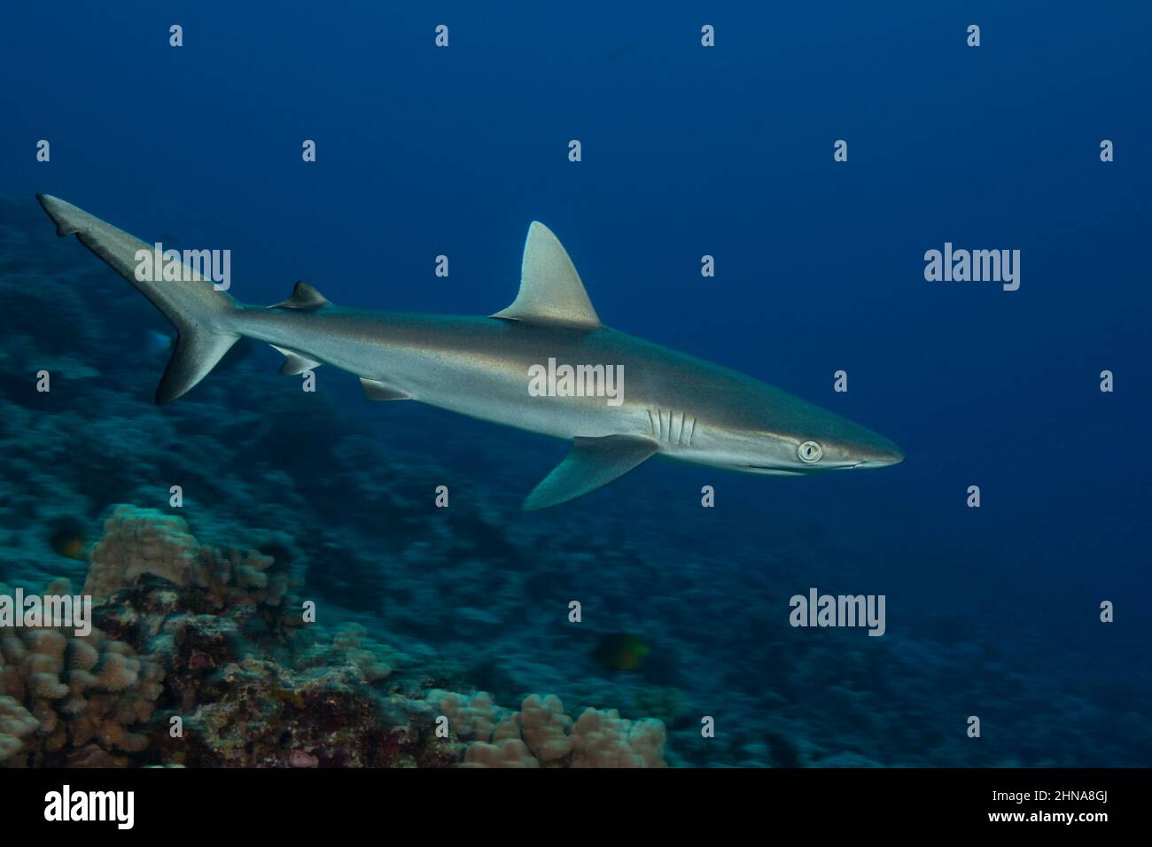 Inshore fish species hi-res stock photography and images - Alamy