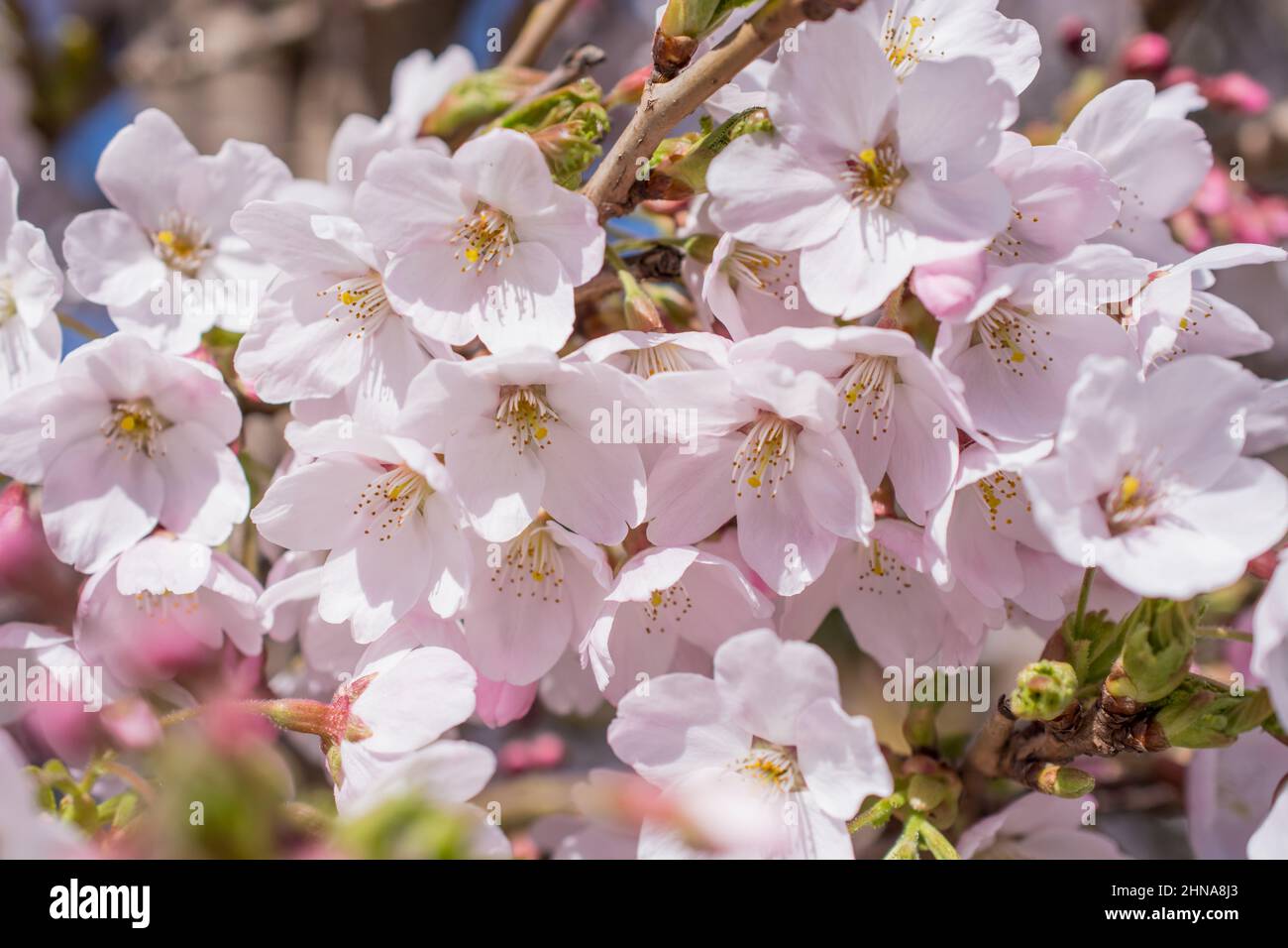 beautiful spring background with flowers and leaves Stock Photo - Alamy