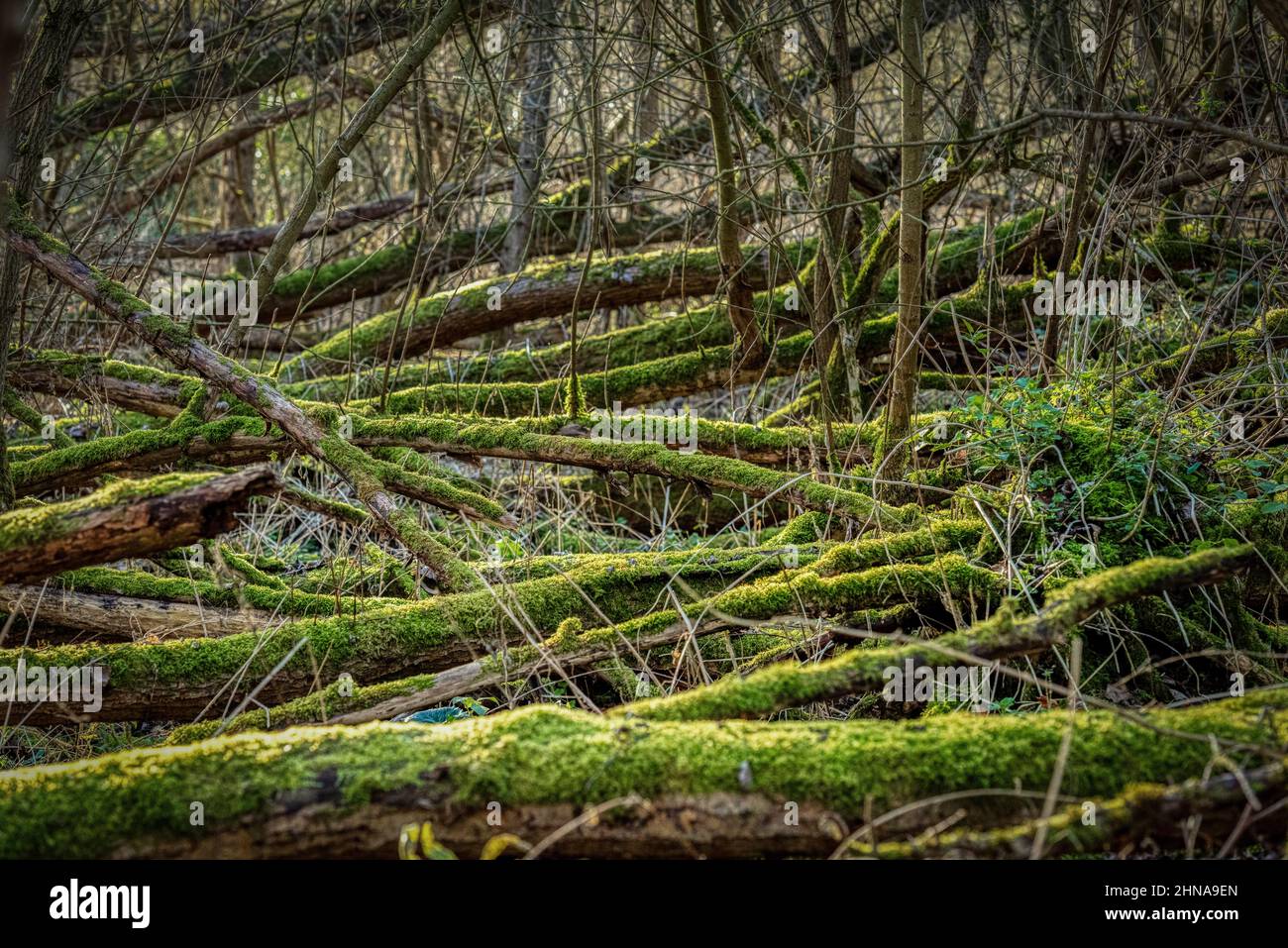 Fallen down trees in woods in Ryarsh near Maidstone in Kent, England ...