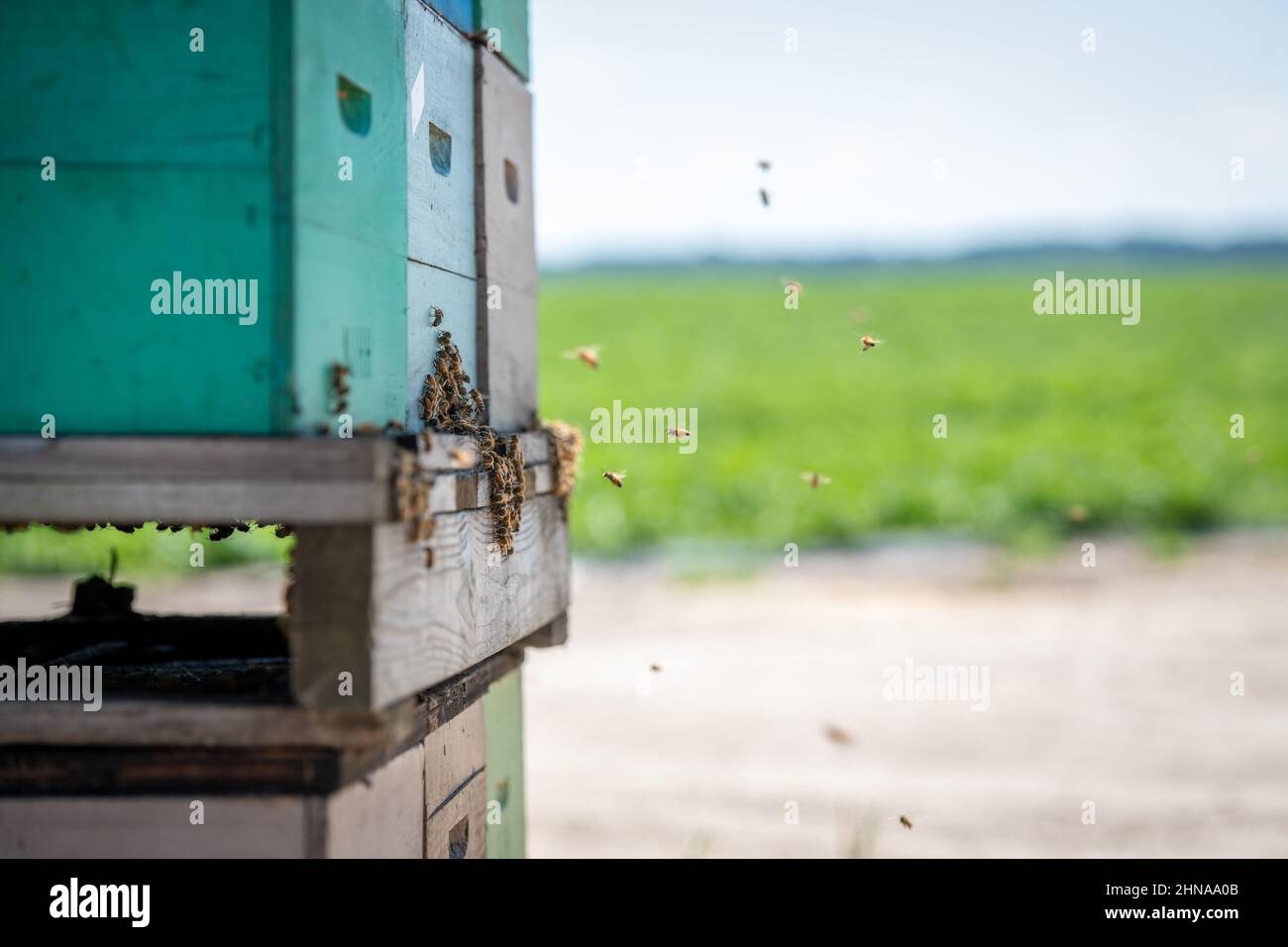 Honey bees crawling on the outside of the hive Stock Photo - Alamy