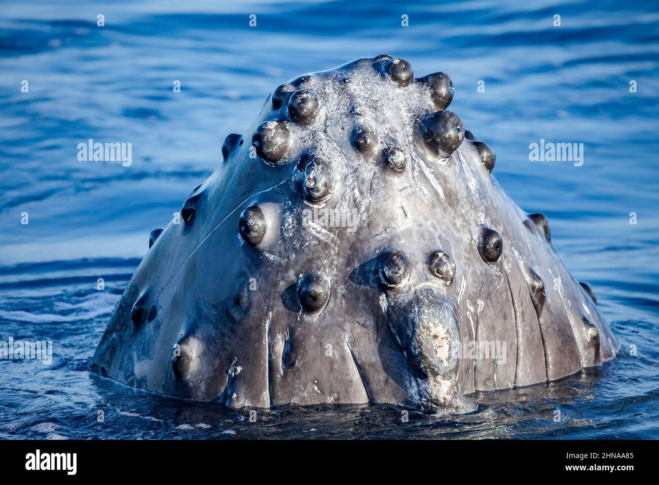 A close look at the bump-like knobs known as tubercles on the chin of a humpback whale ...
