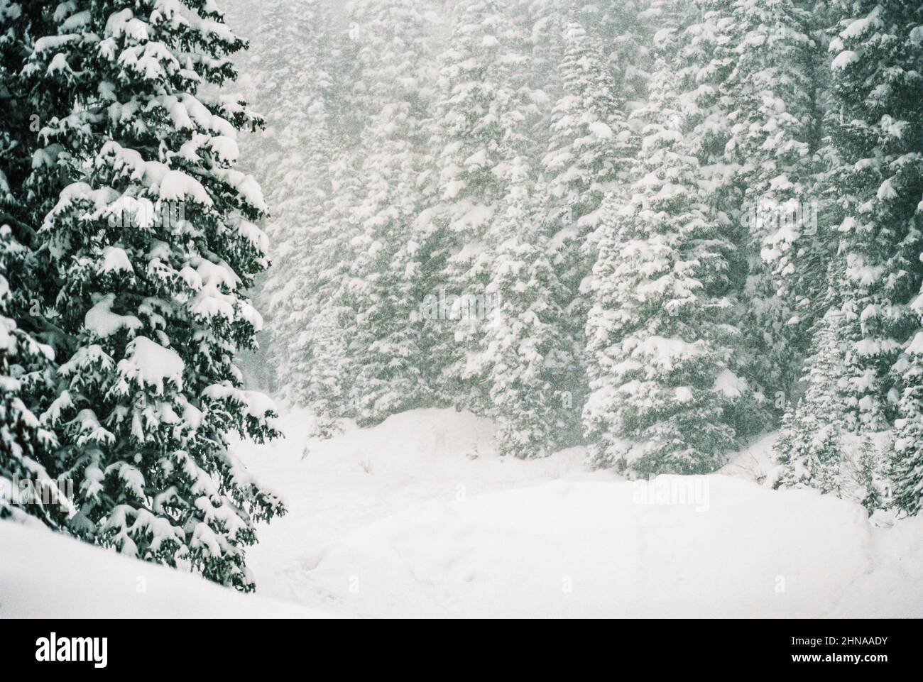Giant Ponderosa Pine Trees Covered in Winter Snow Stock Photo - Alamy
