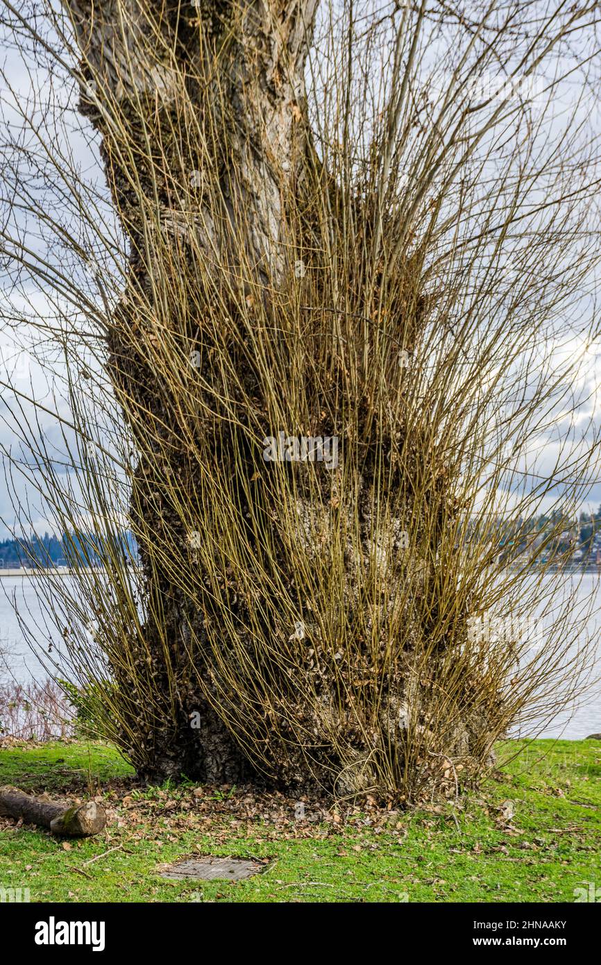 New branches are growing from the base of this tree in Seattle ...
