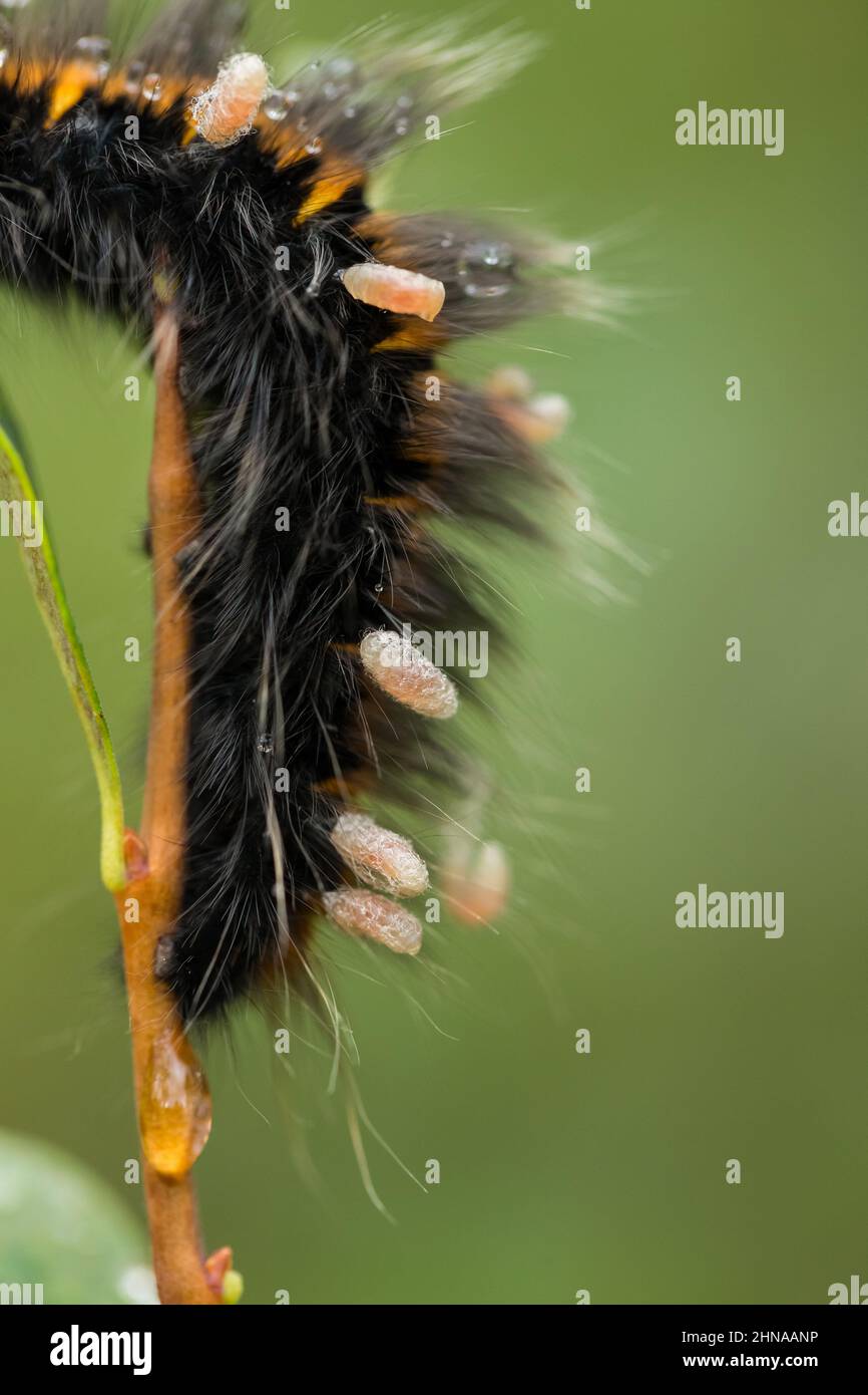 Braconid wasp larvae hatching from the victim (Microgastrinae Stock ...