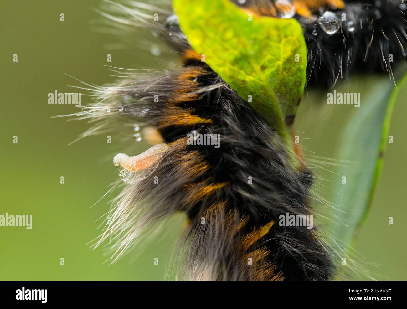 Braconid wasp larvae hatching from the victim (Microgastrinae Stock ...