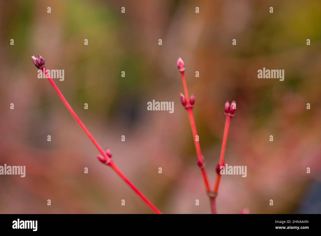 Spring view new leaves hi-res stock photography and images - Alamy