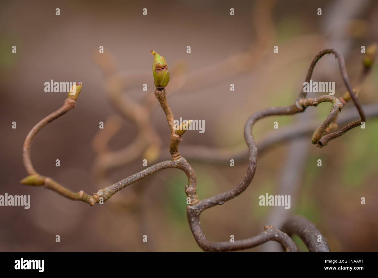 photo of beautiful new spring leaves Stock Photo - Alamy