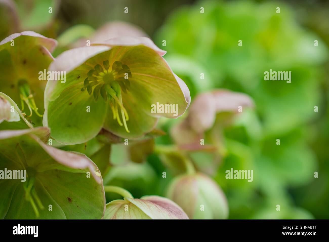 beautiful spring background with flowers and leaves Stock Photo - Alamy
