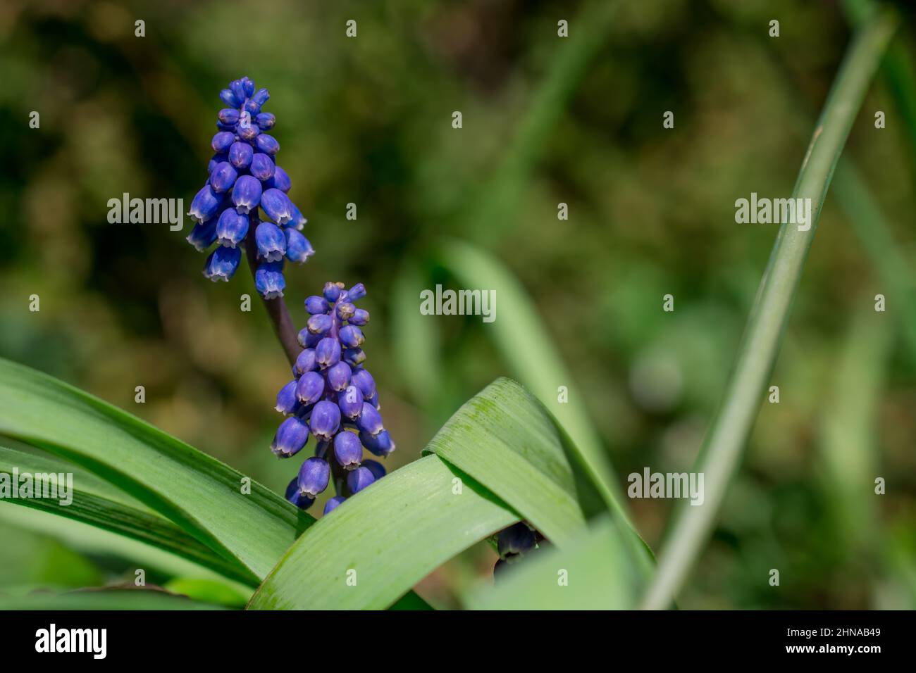 beautiful spring background with new leaves and flowers Stock Photo - Alamy